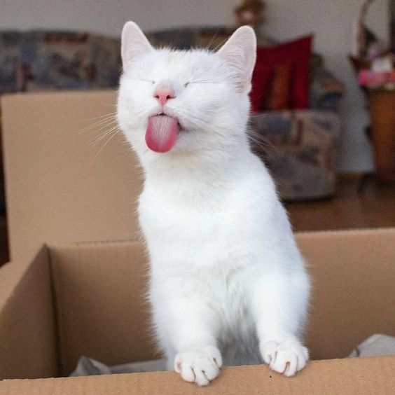 70 Most Hilarious White Cat Meme Funny White Cat Images